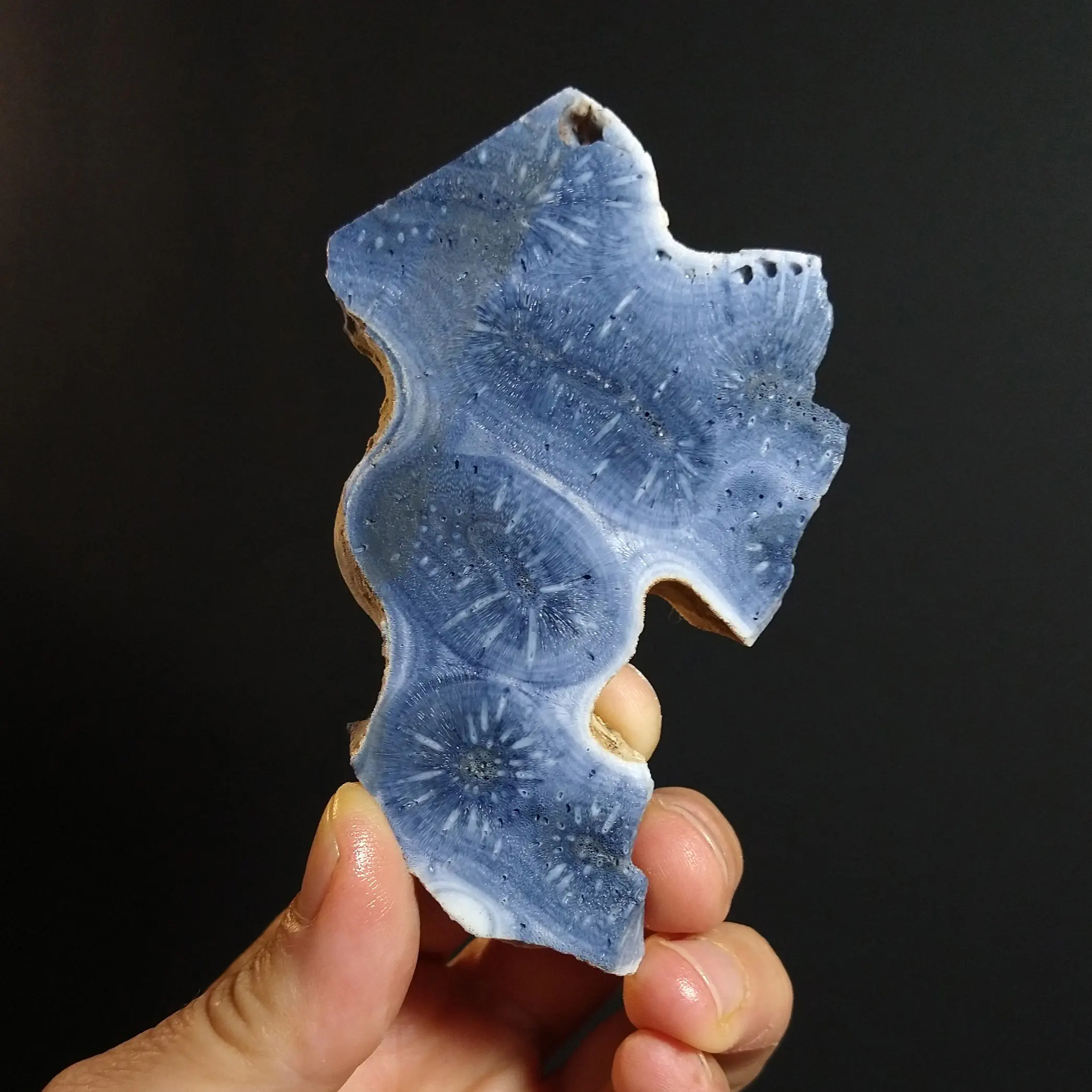 Blue Coral Fossils - Bestcrystals.com